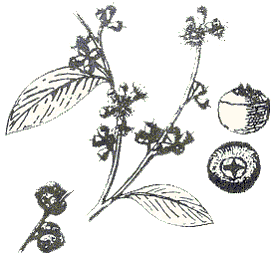 Eucalyptus - Diagram